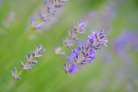 home [www.gimp-werkstatt.de]